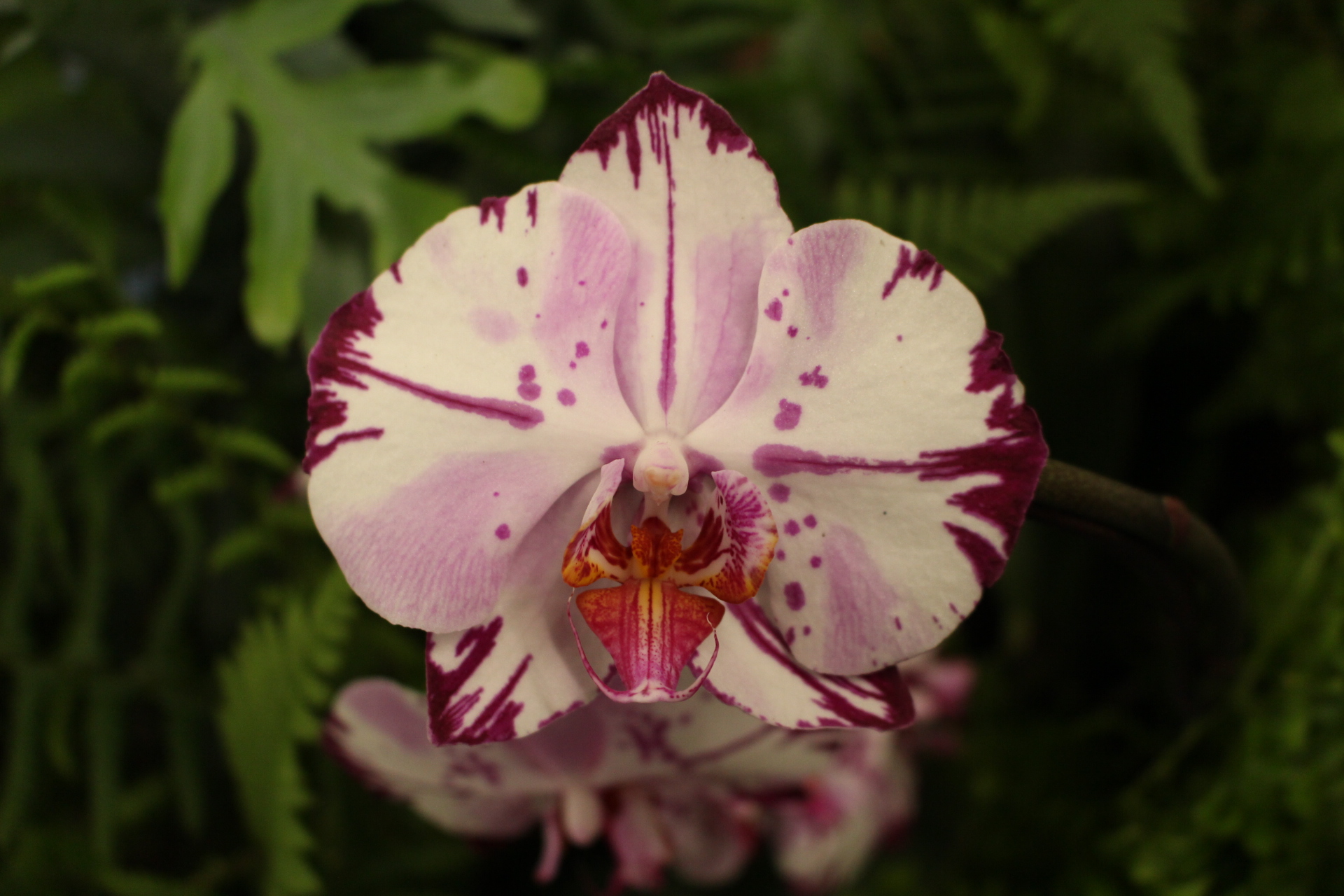 Houseplants - Dutch Marketplace